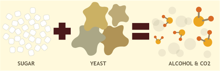 Yeast, the raw material for craft beer brewing