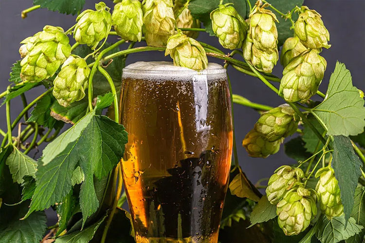 Hop Varieties and Types