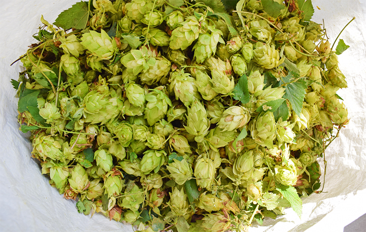 How to Determine the Right Wort Boil Time