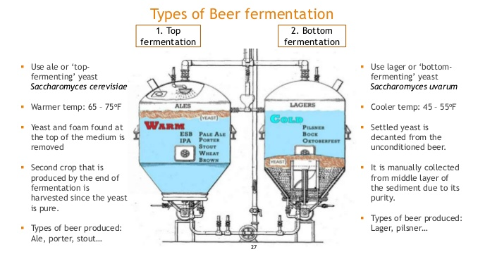 The fermentation process of top fermentation and bottom fermentation