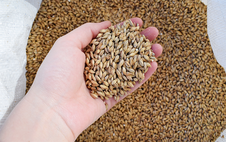 How to Determine the Right Wort Boil Time