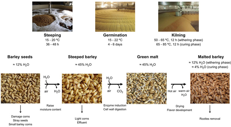 How to select the high quality barley for beer brewing?