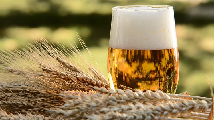 How to select the high quality barley for beer brewing?