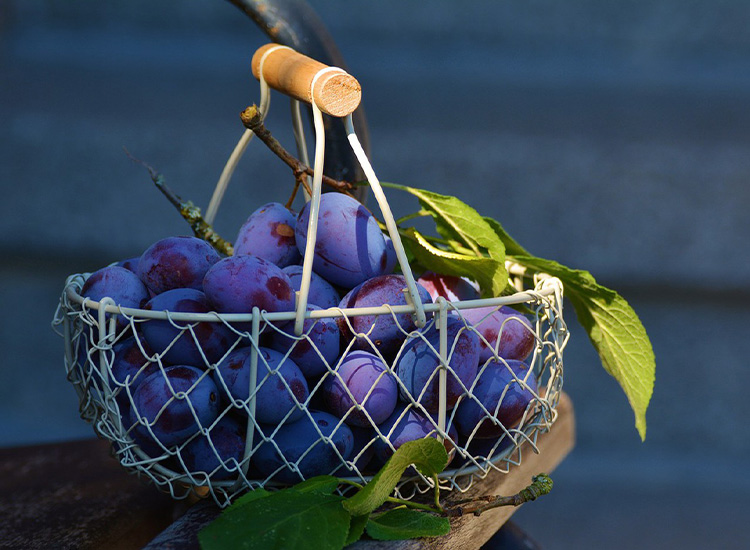 A Brief History of Rakia, Bulgaria's National Drink